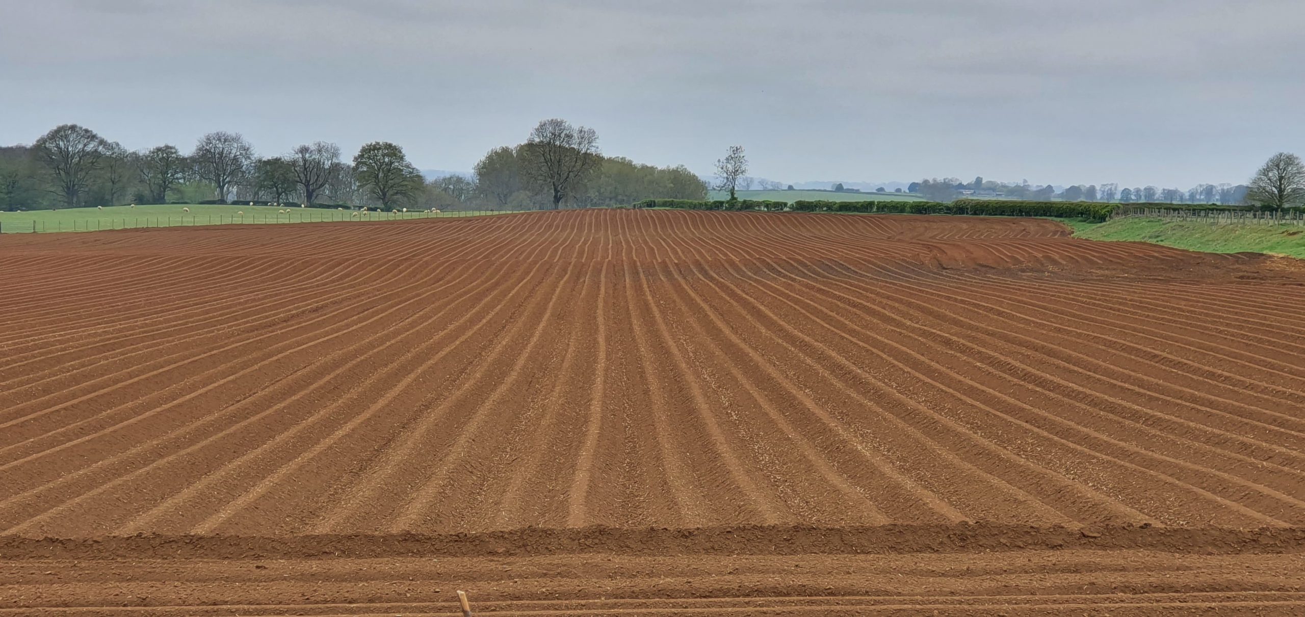 Potato growers may need to rethink pre-emergence herbicides
